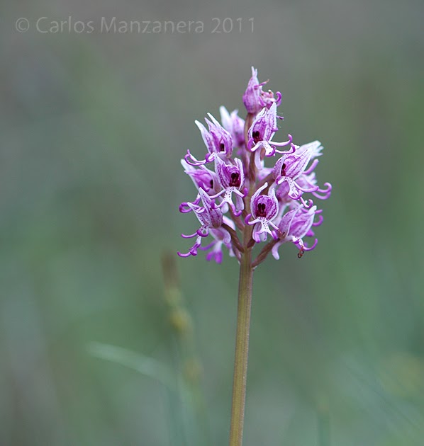 Natura de Caps de Setmana: La Flor del Simio