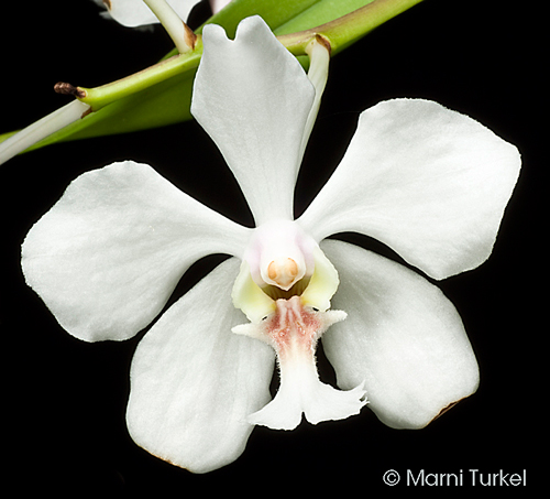 Acine orhideje info: Vanda (vrste D - J)