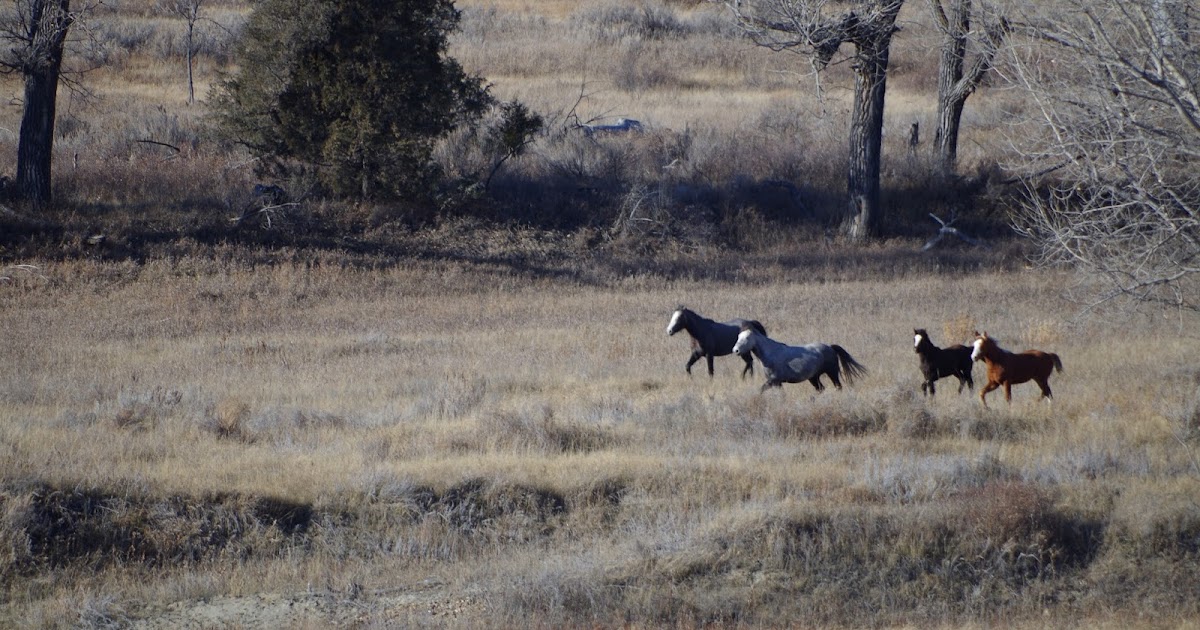 Chasing Horses: 11/26/2016