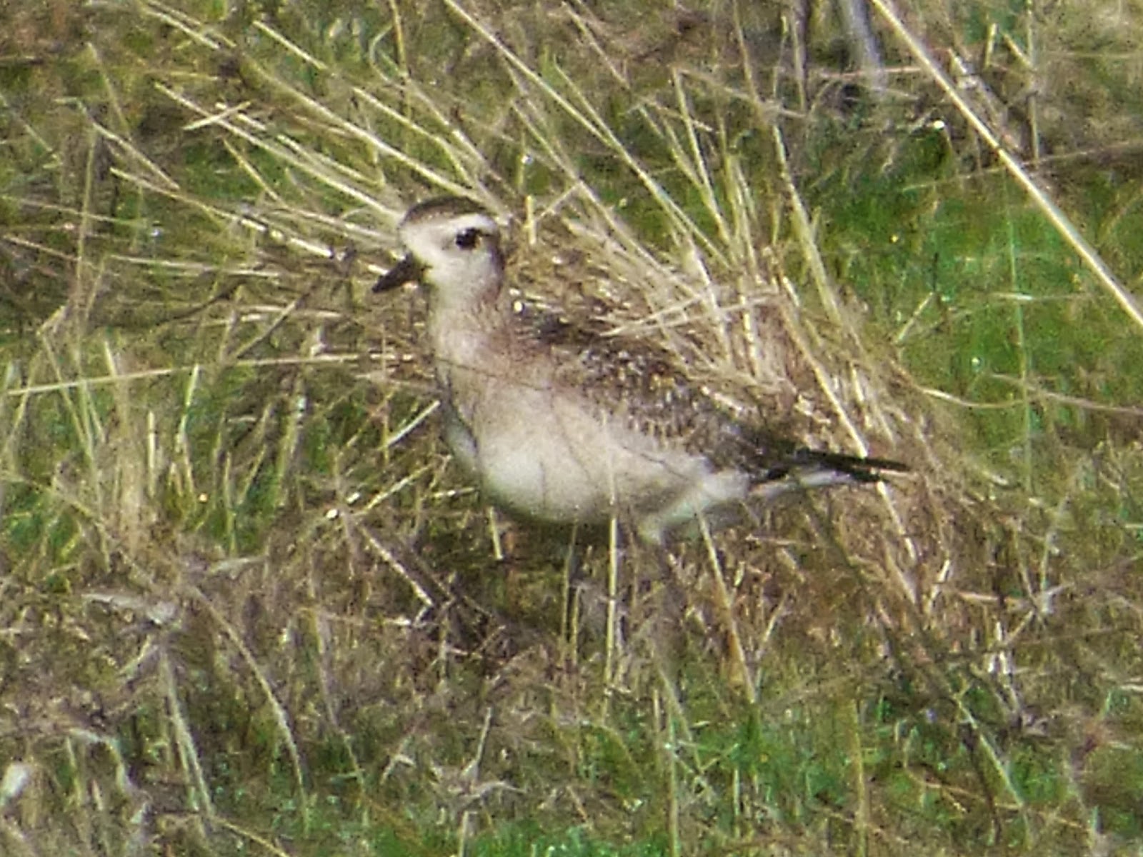 Amantes de la ornitología: Chorlito dorado americano en Galisteo