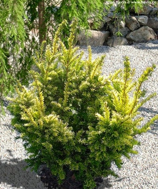 Future Plants by Randy Stewart: Yews - The Taxus Family