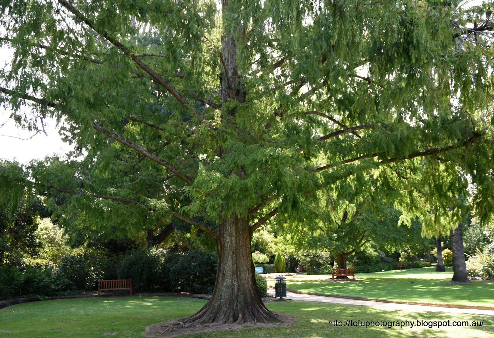 Tofu Photography: A very green big tree in the Botanic Gardens, Albury, NSW