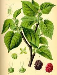 SERICULTURE ACTIVITIES - MULBERRY CULTIVATION & SILK PRODUCTION ...