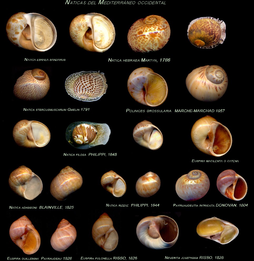 MALACOLOGÍA MEDITERRÁNEA: Naticidae