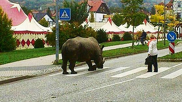 Circus Mania: Circus rhino takes a walk in Germany