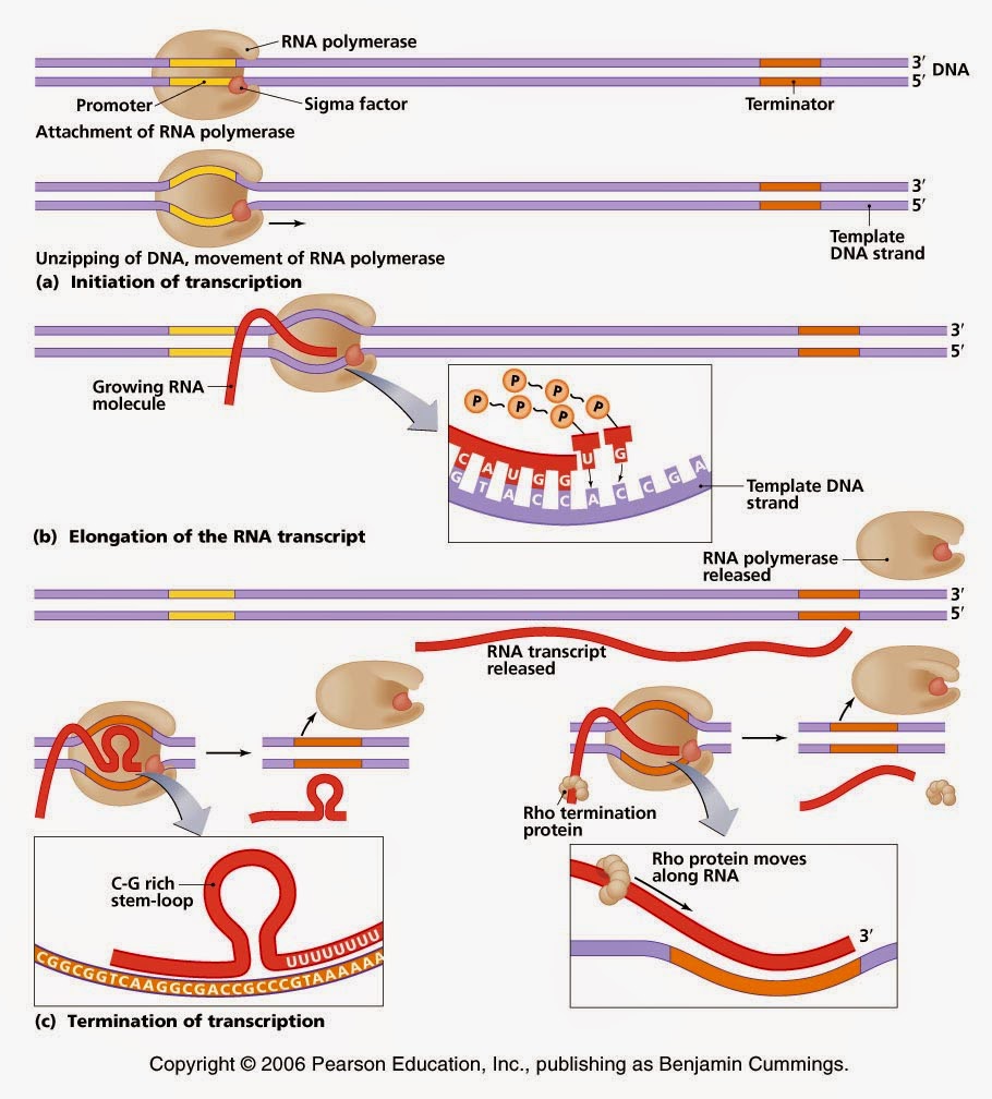 bio 4 eva: Transcription (Synthesis of RNA)