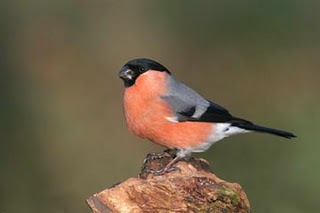 british birds |Zoo Animals