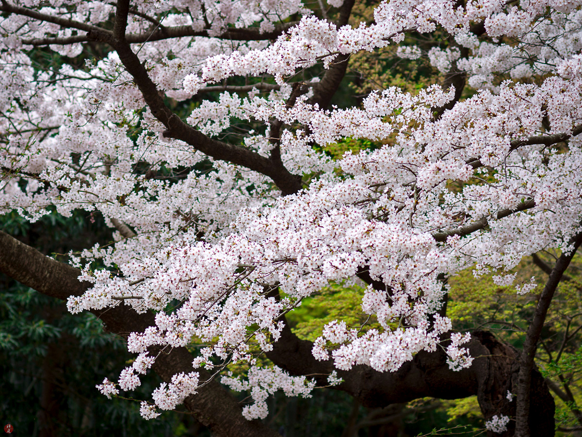 FROM THE GARDEN OF ZEN: Sakura blossoms: Engaku-ji
