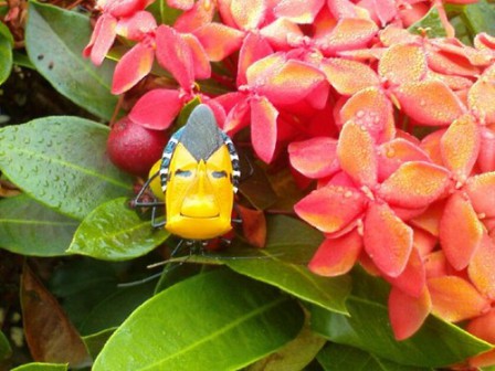 Awe & Some!: Amazing Insect Photography [26 Photos]