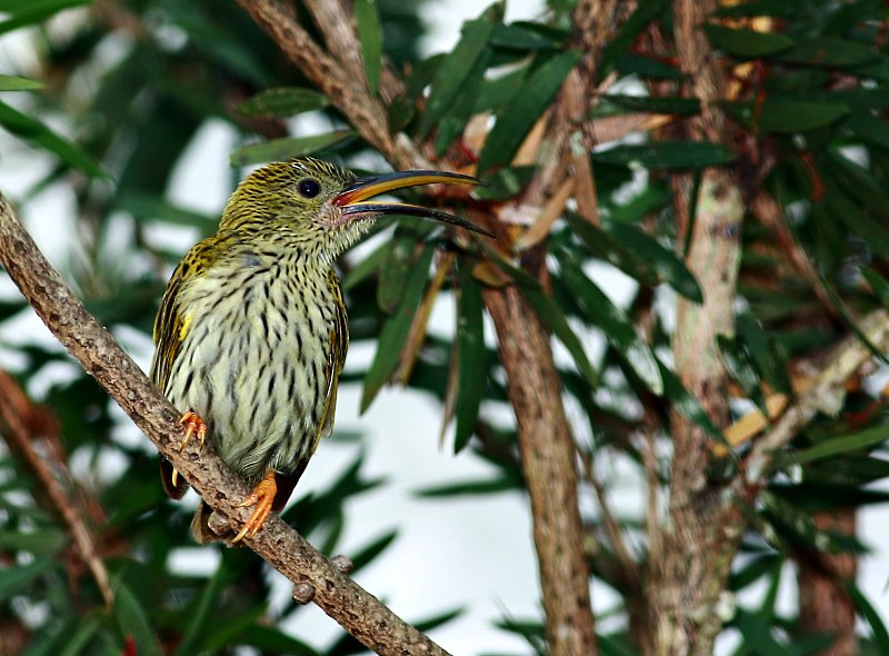 LUTFIALI BIRD PHOTOGRAPHY: SPIDERHUNTERS