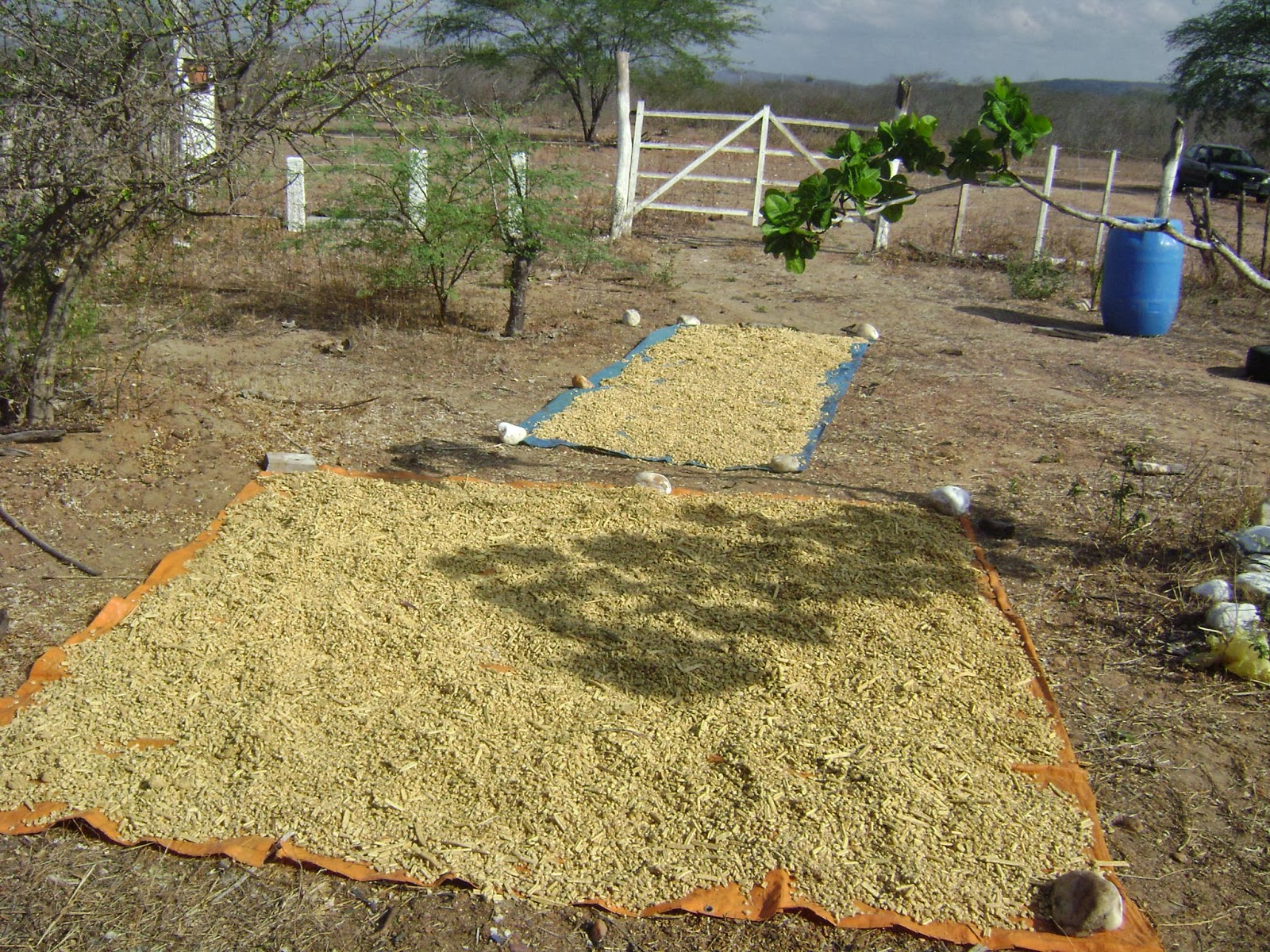 Notícias do Sertão: RAÇÃO: MILHO COM ALGAROBA