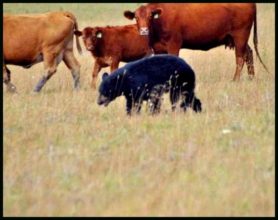 ABC PARISH: 12/1/13 - 12/8/13