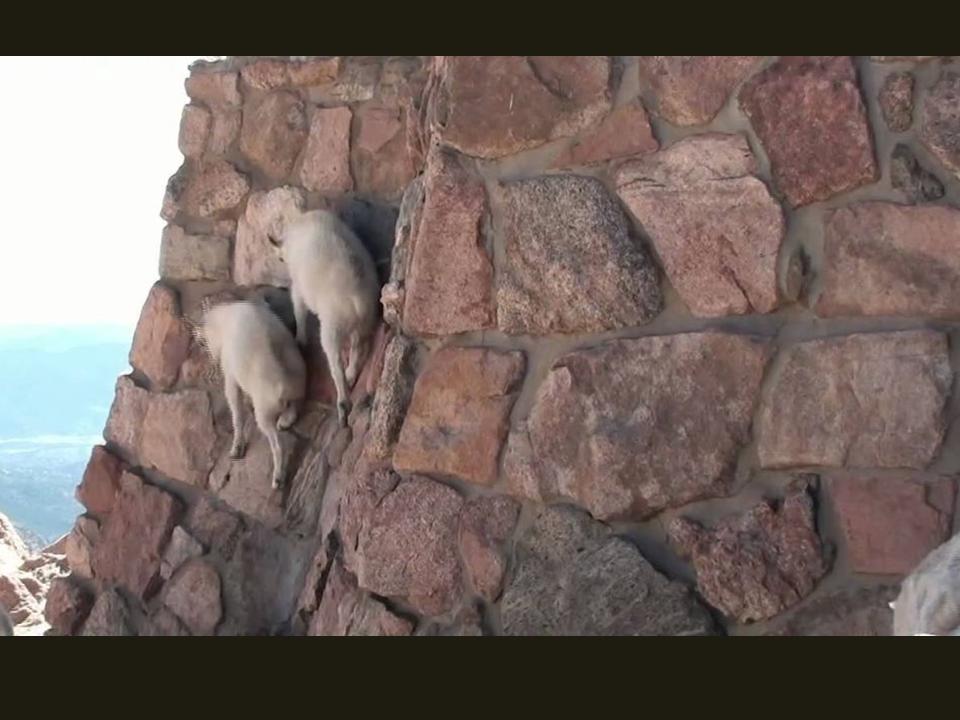 CLASA NOASTRĂ: [ FOTO ] CAPRA DE MUNTE