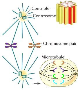 Muhammad Ersa Tri Pratama
