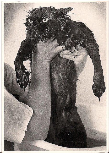 postcards2lufra: A Drowned Cat