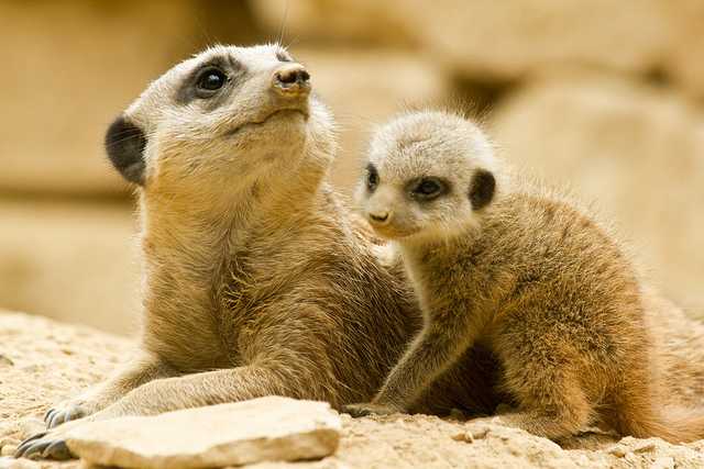 The Meerkat - Sun Angel of Africa | The Ark In Space