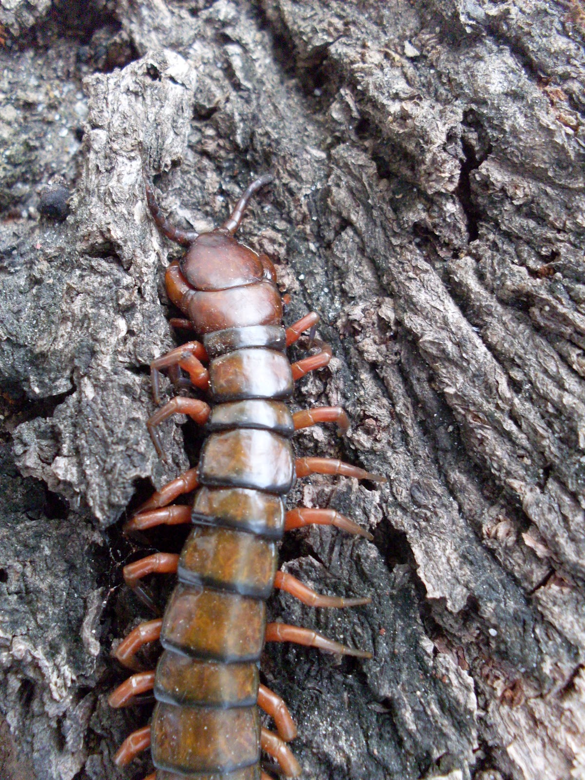 BIOFLAGRANTES*: LACRAIA OU CENTOPÉIA