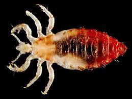 Crônicas ao acaso: Os piolhos e o colchão
