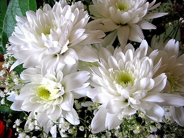 Koleksi Tanaman Hias: Bunga Seruni atau Krisant (Chrysanthemum)