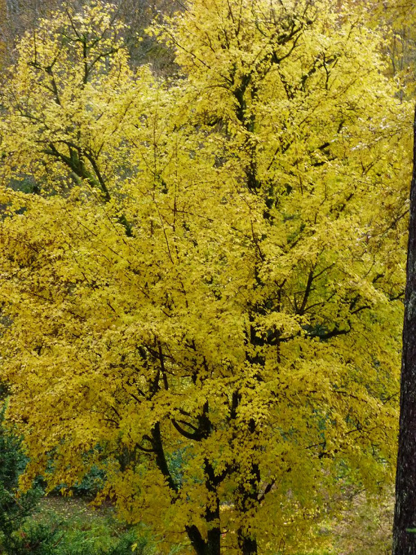 Les Pins Noirs: Acer Hersii, Cornus kousa "Great Star" ou Viburnum "Huron"