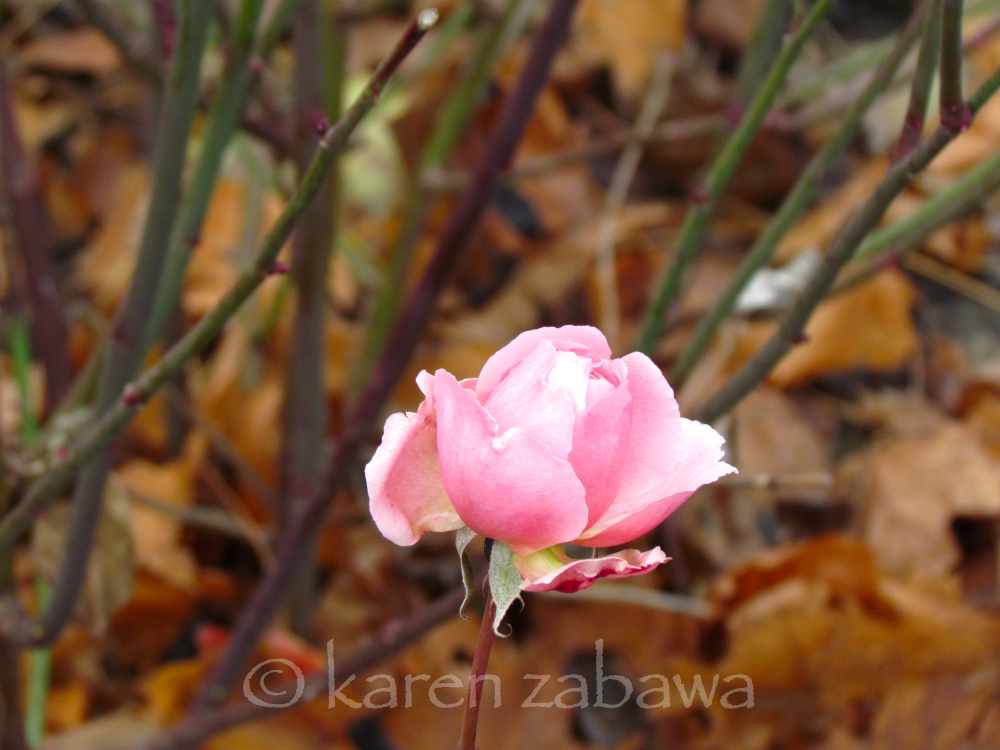 Brueckner Rhododendron Gardens: Blooms on the Roses at Brueckner ...