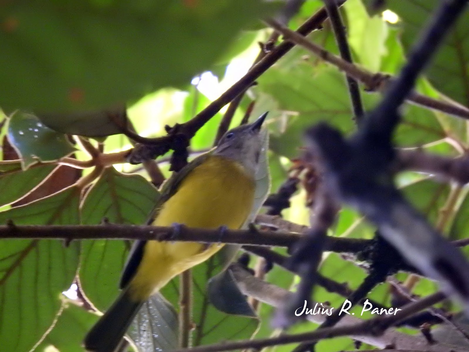 LOGSAC: Birding along Tinikaran Trail to Mt. Apo
