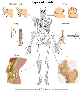 Kelvin Rio: “Struktur dan Fungsi Sendi (Artikulasio) dan Tulang Rawan ...