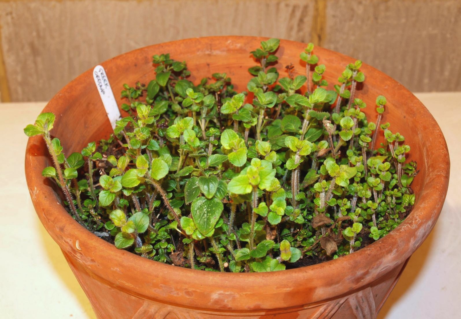Mark's Veg Plot: Greek Oregano