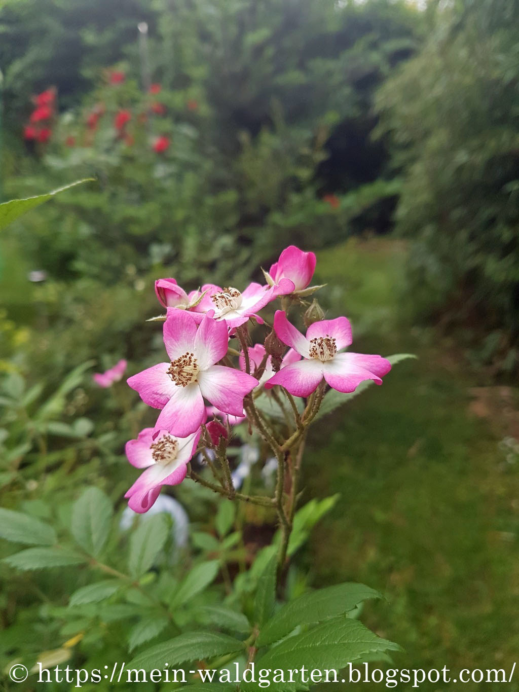 © Mein Waldgarten: Die Mozart-Rose und die Hortensien ...