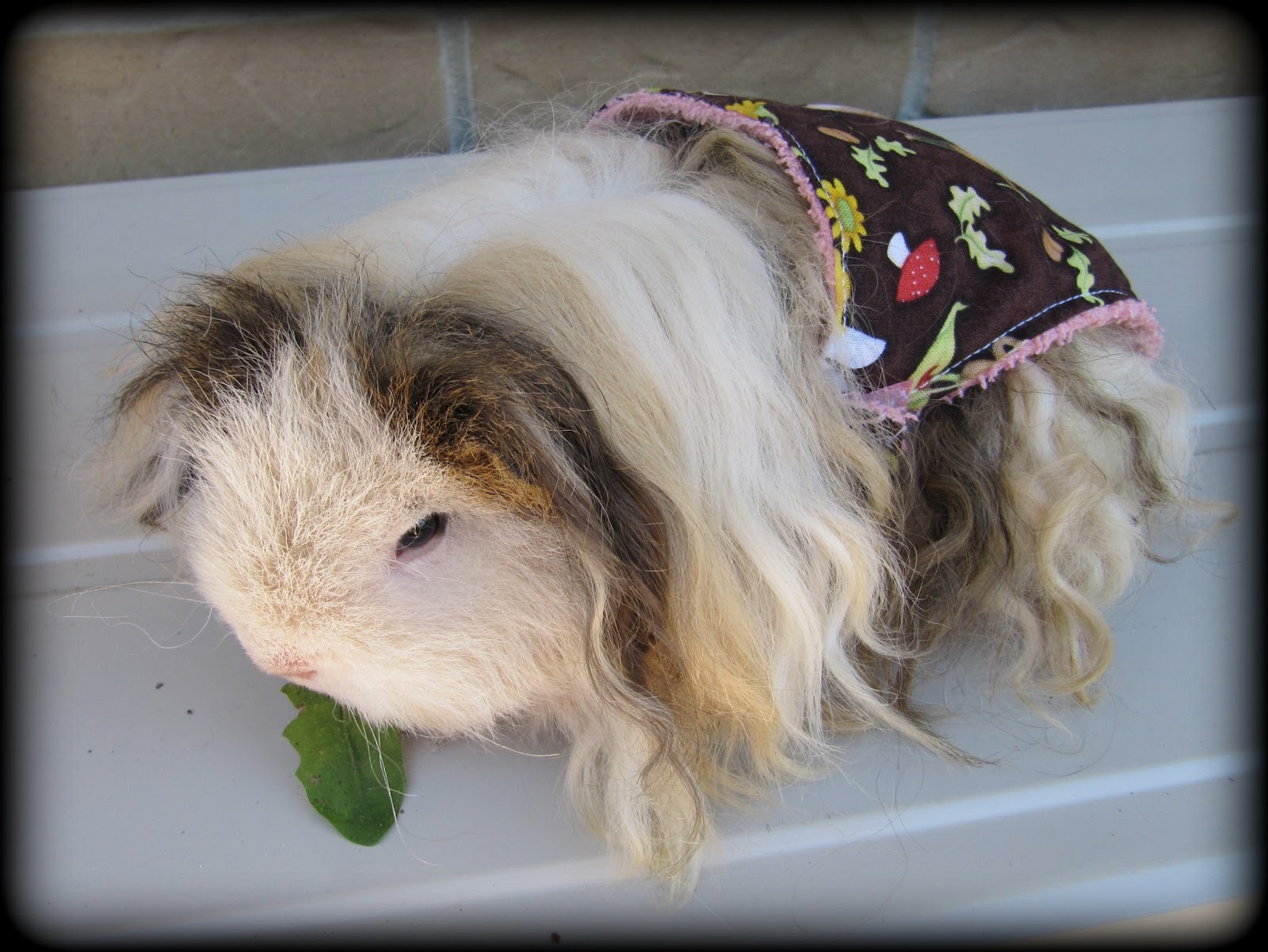 All Things Guinea Pig: Piggie Panties