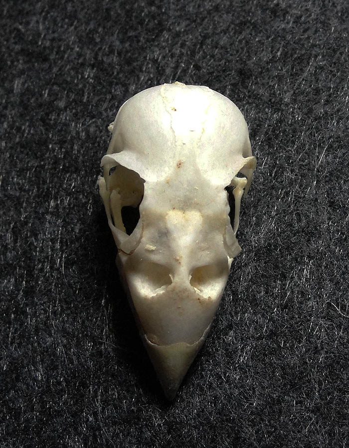 Bones 'n Nature: Bird Beaks