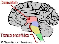 DIENCEFALO