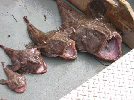 Monkfish - Fishes World - HD Images & Free Photos