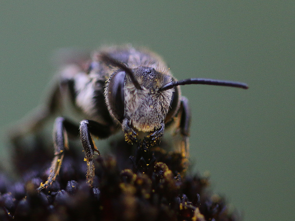 Shiny-vented Sharp-tail Bee