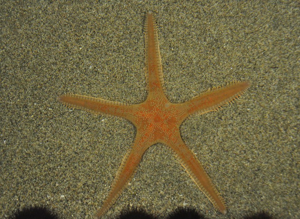 ZOOTOGRAFIANDO (6.100 ANIMALS): ESTRELLA DE MAR DE ARENA ANARANJADA ...