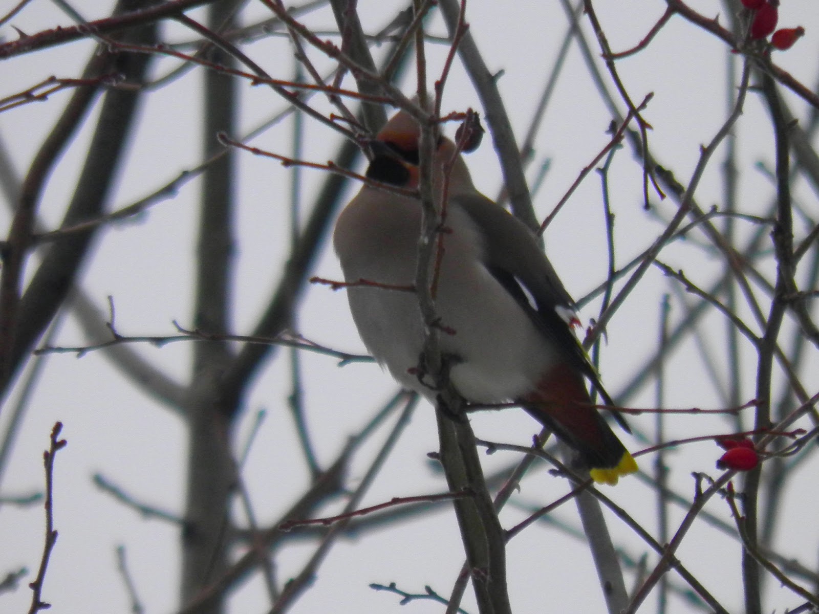 PASARI DIN ROMANIA: MATASAR (1), Bombycilla garrulus