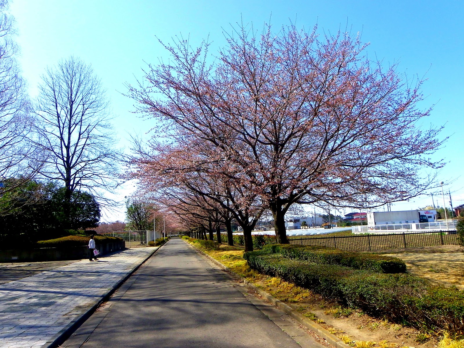 Japan Trip Cherry Blossom Season 2012: NO MOMO in this park 4-7-12