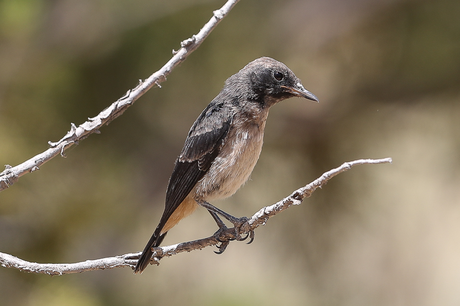 Birds of Saudi Arabia: Arabian Endemics
