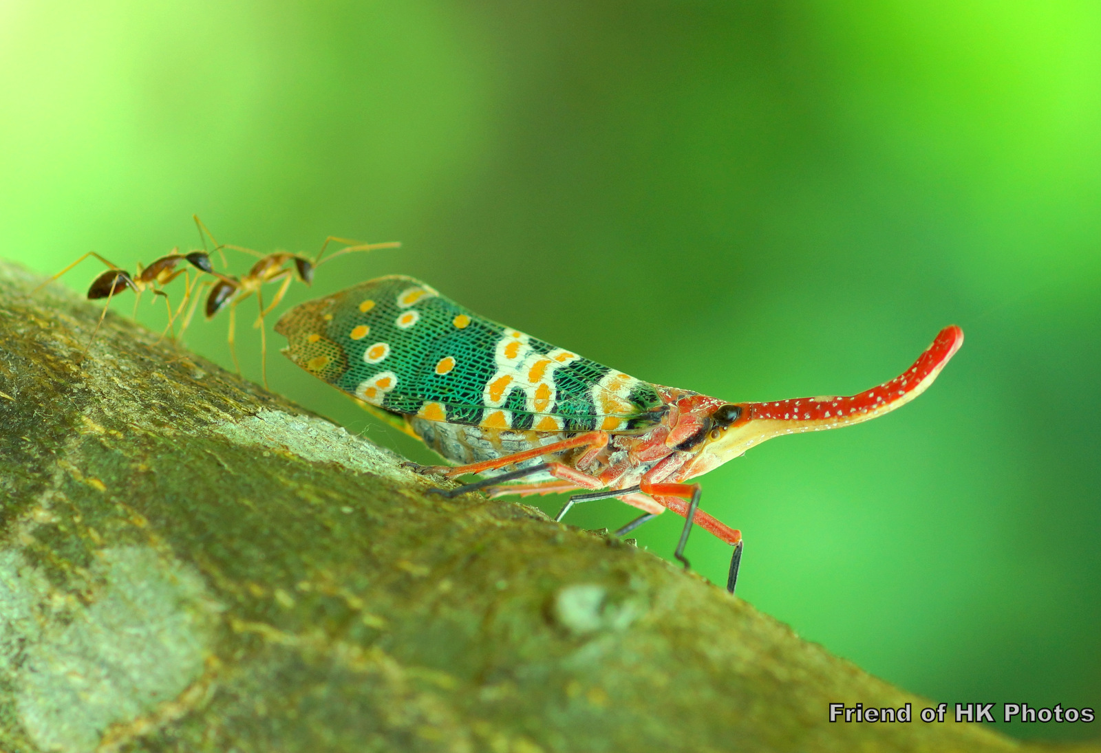 Photographic Wildlife Stories in UK/Hong Kong: Strange Looking Insects