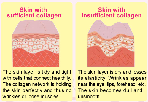 Why Collagen is important in our body: what is collagen