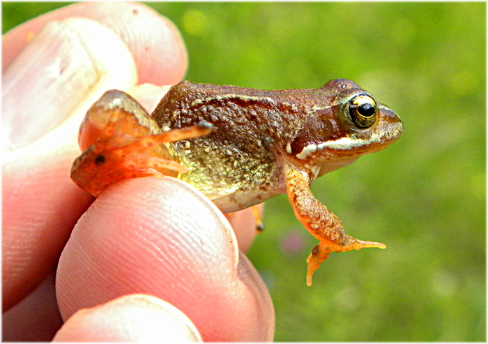 FOTO NATURA HUESCA 2: RANA PIRENAICA rana pyrenaica Serra-Cobo, 1993 ...