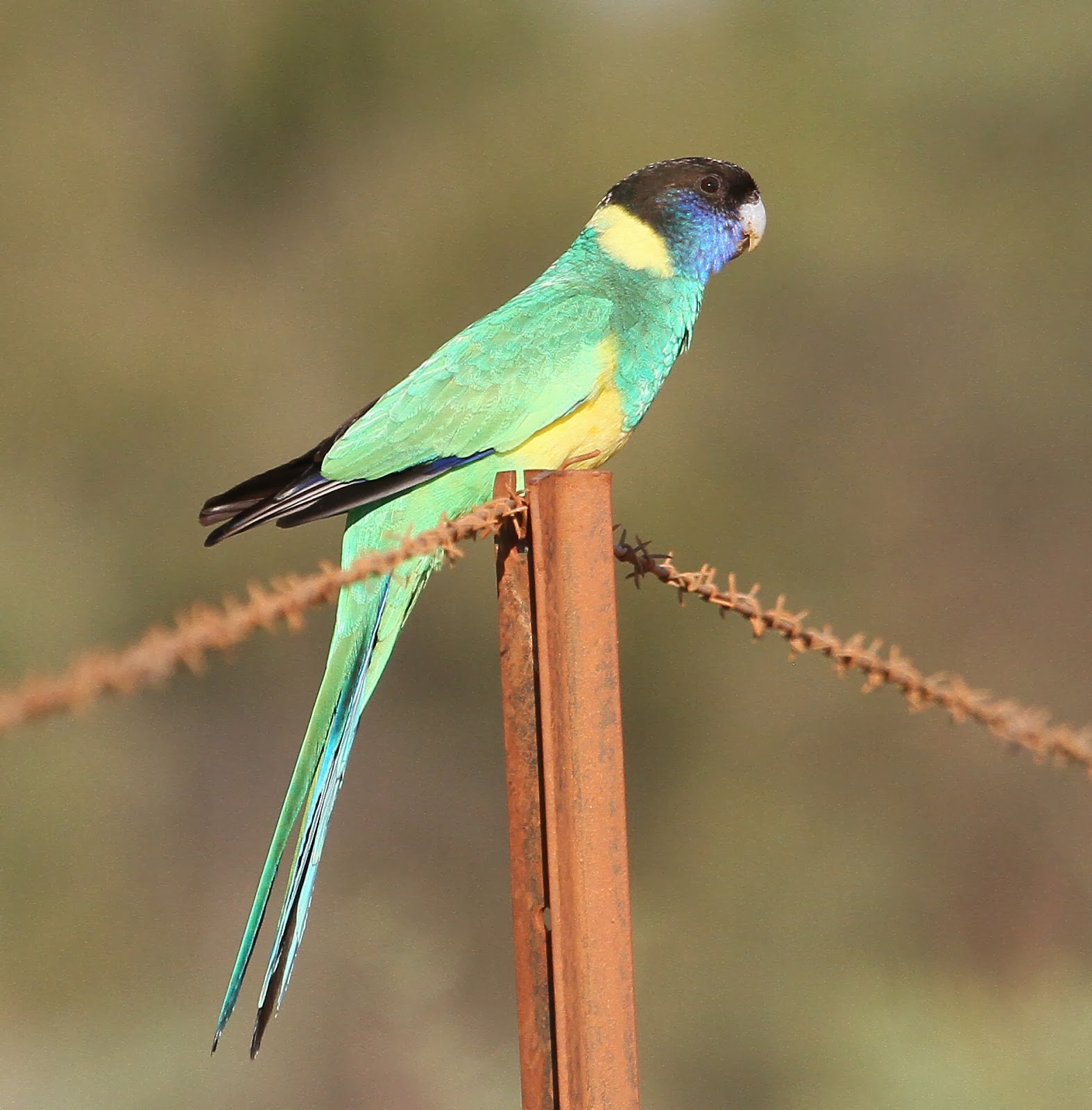 Richard Waring's Birds of Australia: Colour in puddles - Australian ...
