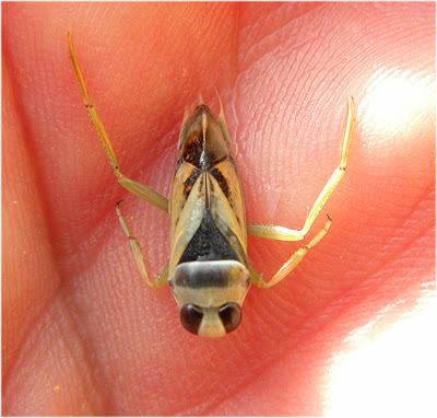 FOTO NATURA HUESCA 2: NOTONECTA notonectidae Pierre André Latreille ...