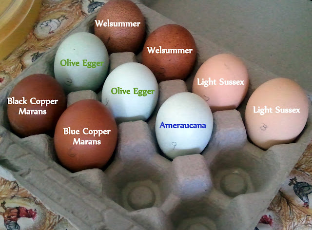 black copper maran egg color chart Black copper marans egg color chart