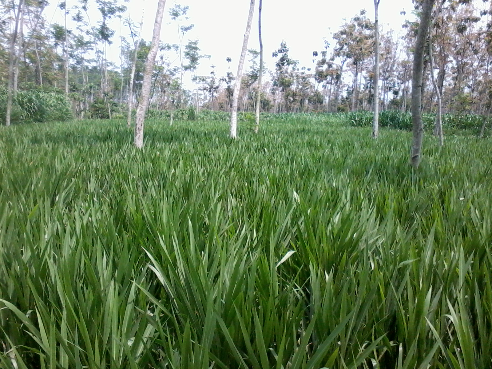 BIBIT RUMPUT GAJAH ODOT - Rumput Taman Malang