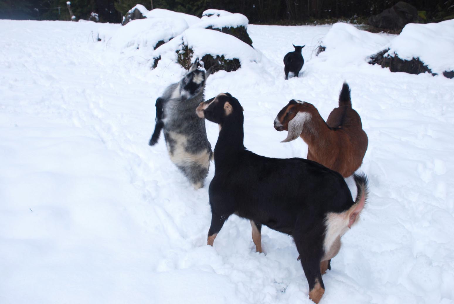 Applegarth Farm: snowy weekend