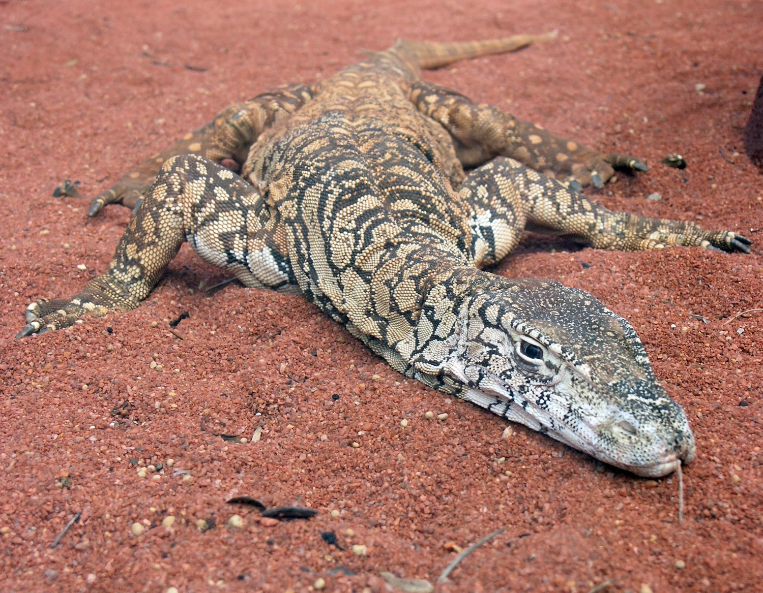 Teen Reality: Common Timor Monitor