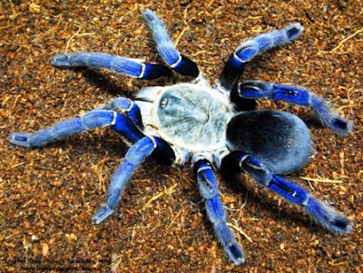 Animales curiosos "LA TARÁNTULA AZUL"
