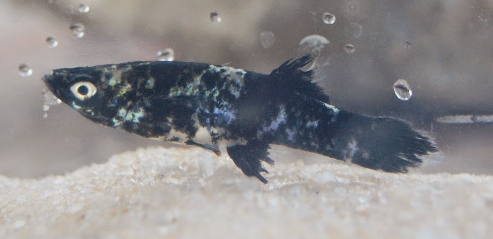 Amohkali Swamp: Melanistic Gambusia Holbrooki?