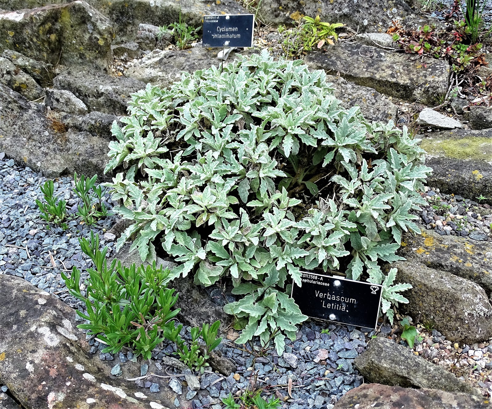 Prairiebreak: Zed Zed's crevice creation at Wisley...(RHS part two)